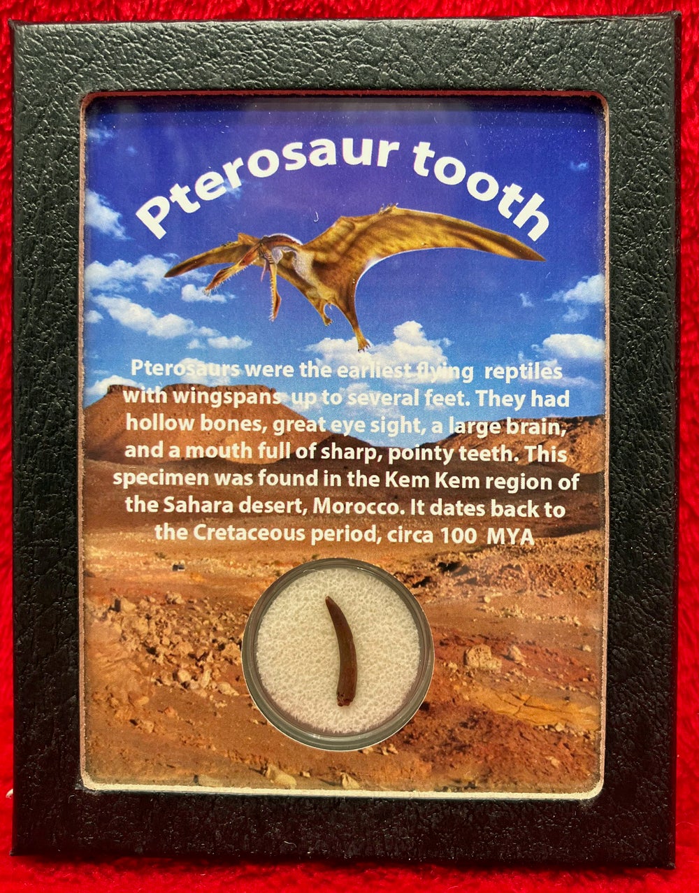 Authentic 19mm Pterosaur Tooth, Cretaceous Age, Kem Kem, Morocco #3559 ...