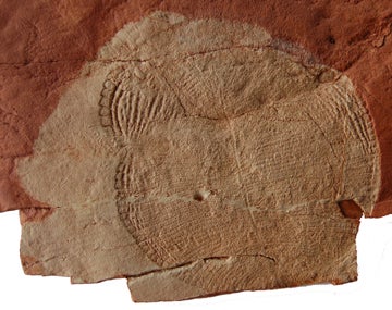 Ediacaran Fauna, Dickinsonia costata & Parvancorina minchami #1624 ...