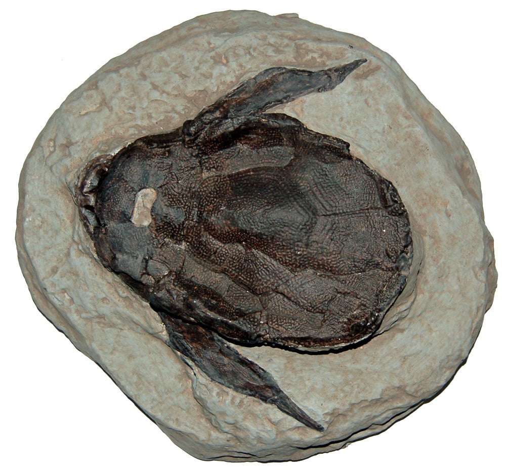 Bothriolepis, Placoderm, Armored Fish replica #1359 | Prehistoric ...