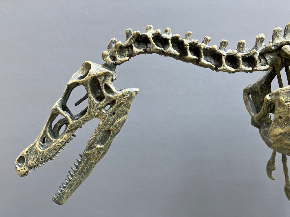 Velociraptor Skeleton 1/3 Scale Model #600 | Prehistoric Planet Store