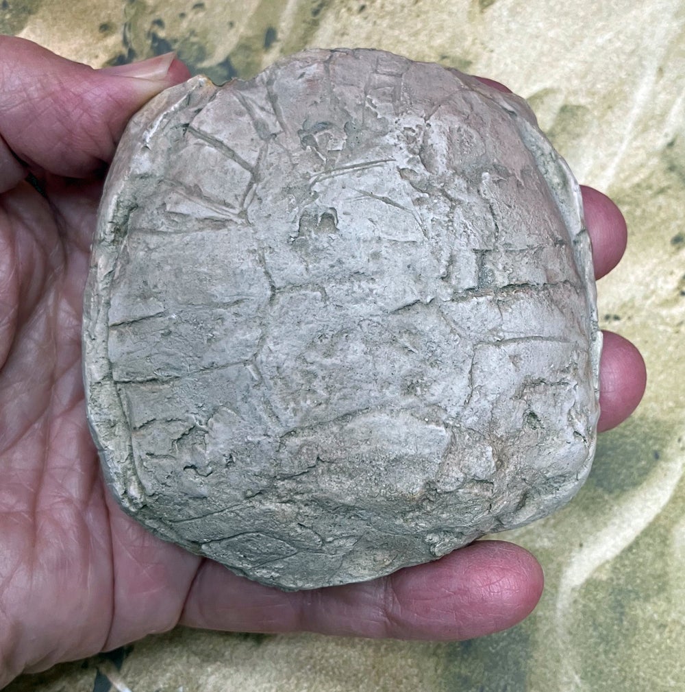 Stylemys nebrascensis, Baby Fossil Tortoise Replica, #4261 ...