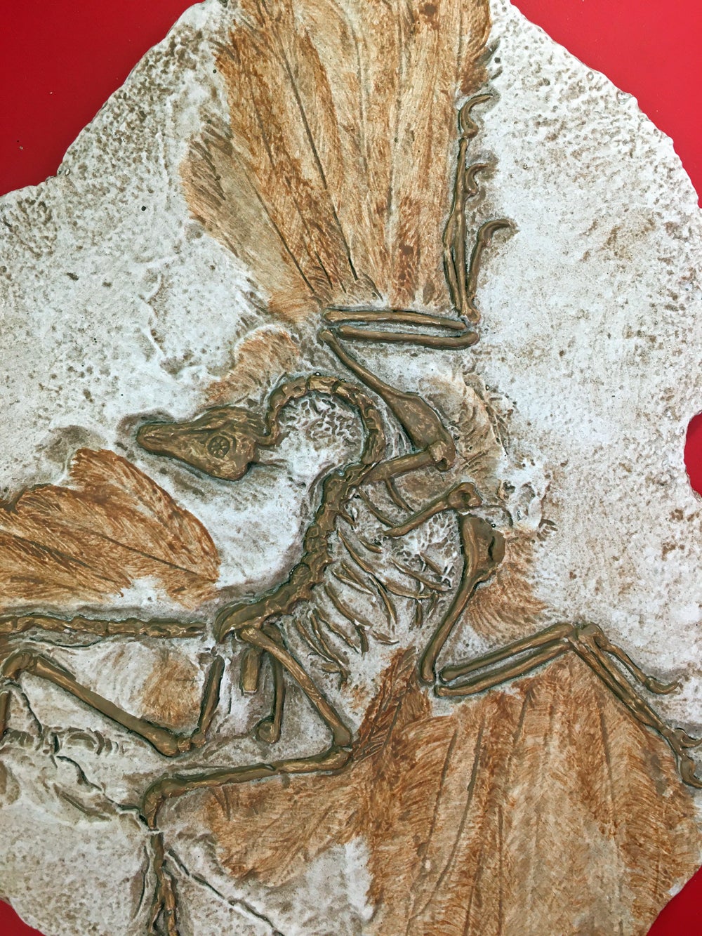 Archaeopteryx Berlin Specimen Tattoo
