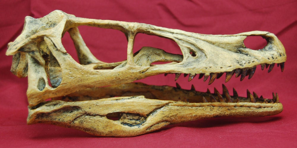 Velociraptor Skull, life size sculpture, Cretaceous #48 replica ...