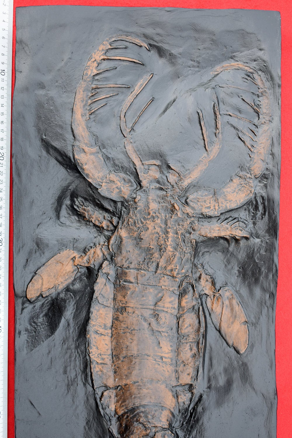 Mixopterus kiaeri, giant eurypterid #580 replica | Prehistoric Planet Store