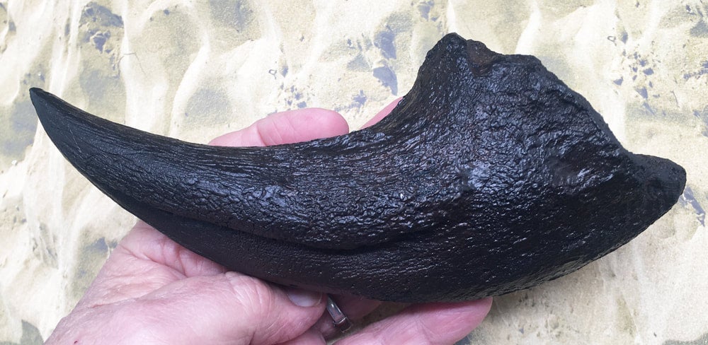 Tyrannosaurus rex, foot claw #2177 | Prehistoric Planet Store