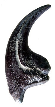 Allosaurus fragilis, claw of hand #158 replica | Prehistoric Planet Store