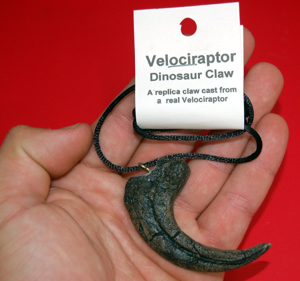 Velociraptor slashing & killing claw, pendant necklace #3063 ...