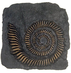 Helicoprion, whorl-tooth shark #464 | Prehistoric Planet Store