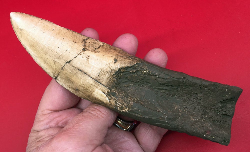 Giganotosaurus, tooth #377 replica | Prehistoric Planet Store