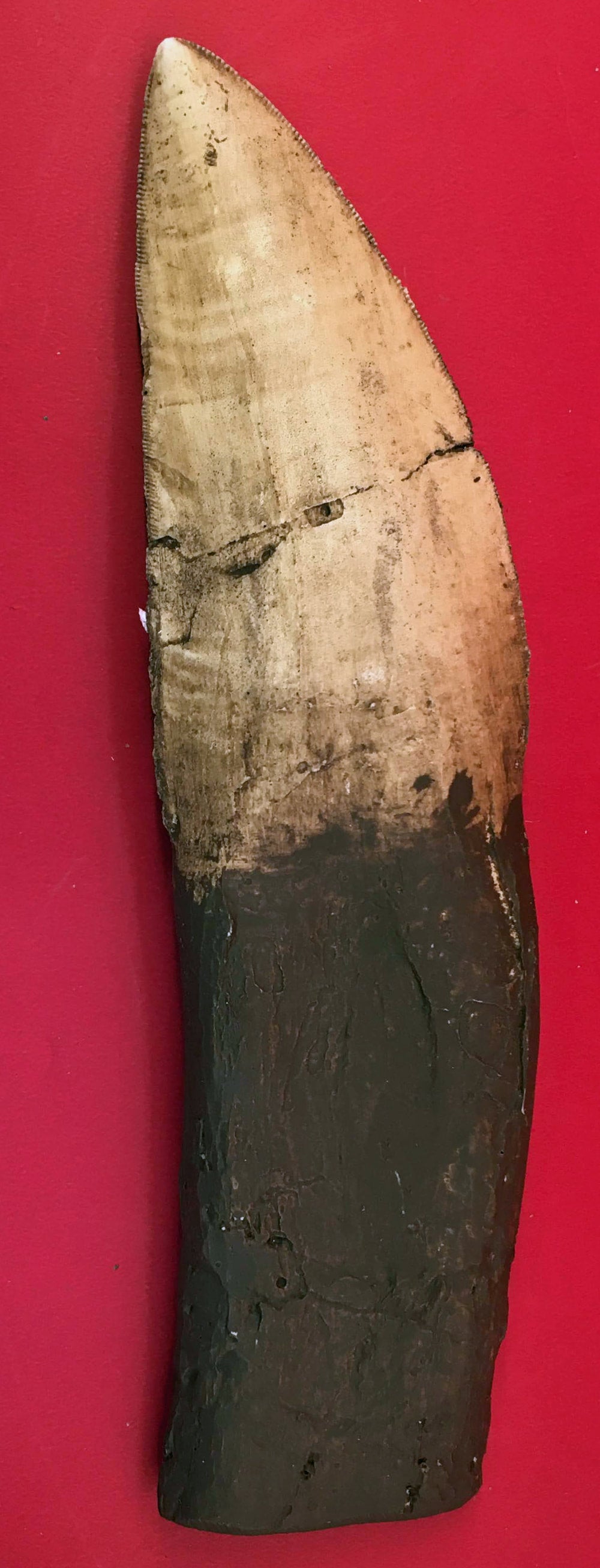 Giganotosaurus carolini, tooth #377 replica | Prehistoric Planet Store