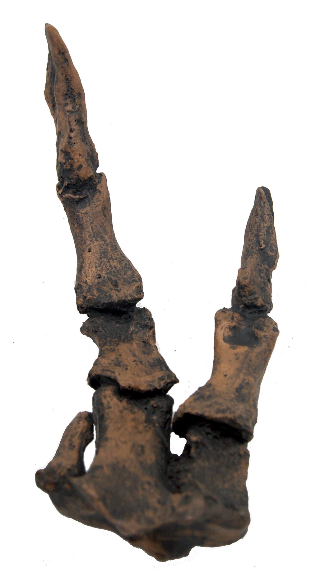 Tyrannosaurus rex, right hand | Prehistoric Planet Store
