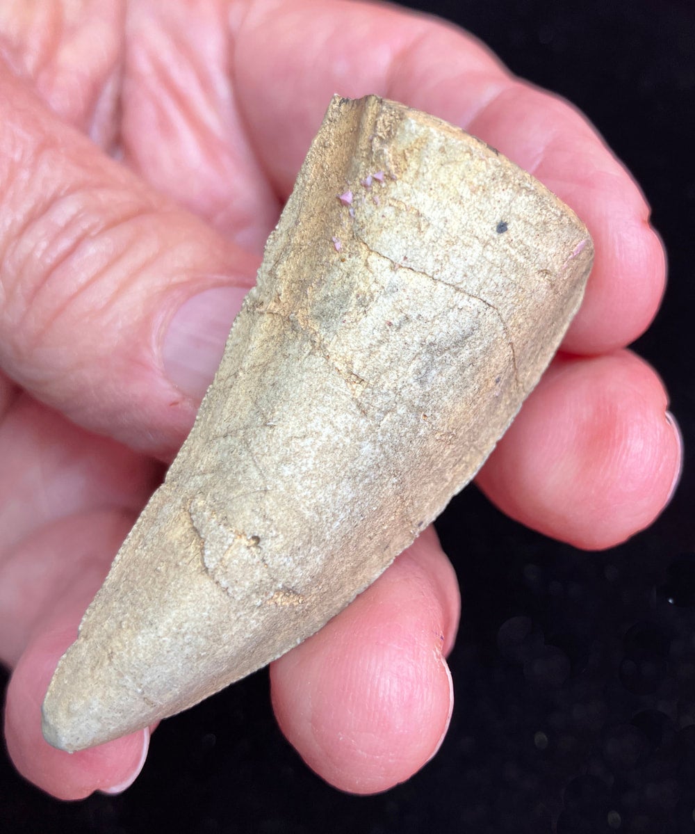 2 3/8 inch Tyrannosaurus rex Tooth #149 replica | Prehistoric Planet Store