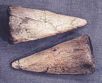 Iguanodon Thumb Spike | Prehistoric Planet Store
