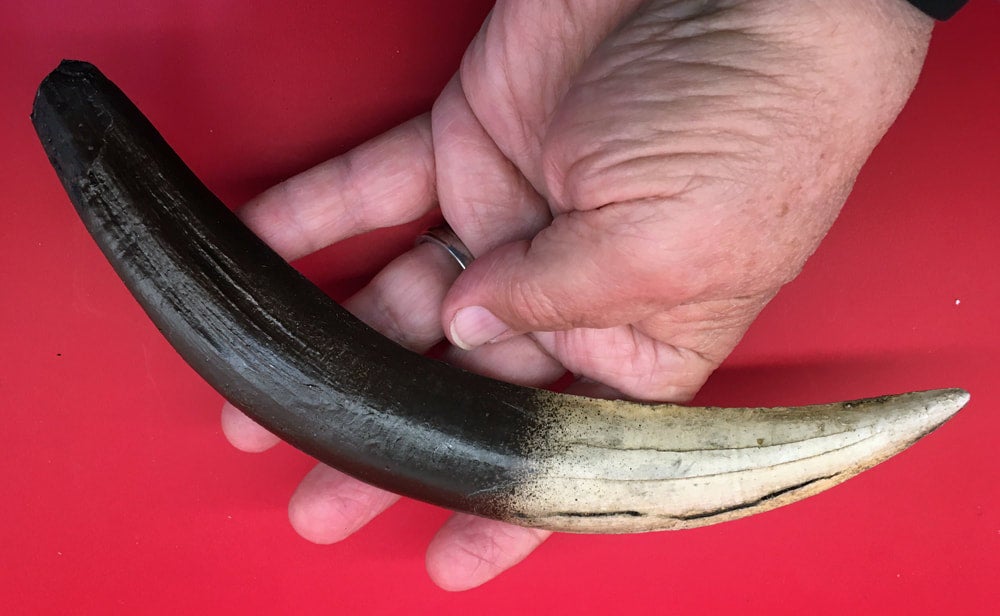 Smilodon, canine tooth #155 | Prehistoric Planet Store