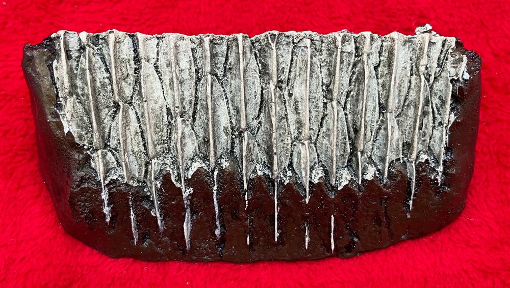 Edmontosaurus, dinosaur tooth row #302 replica | Prehistoric Planet Store