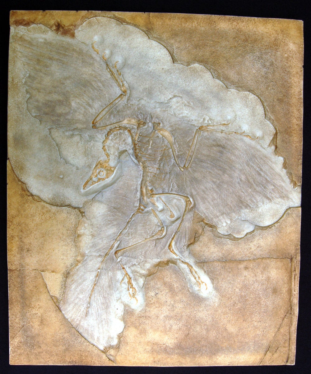 Archaeopteryx lithographica, first bird #52 replica | Prehistoric ...