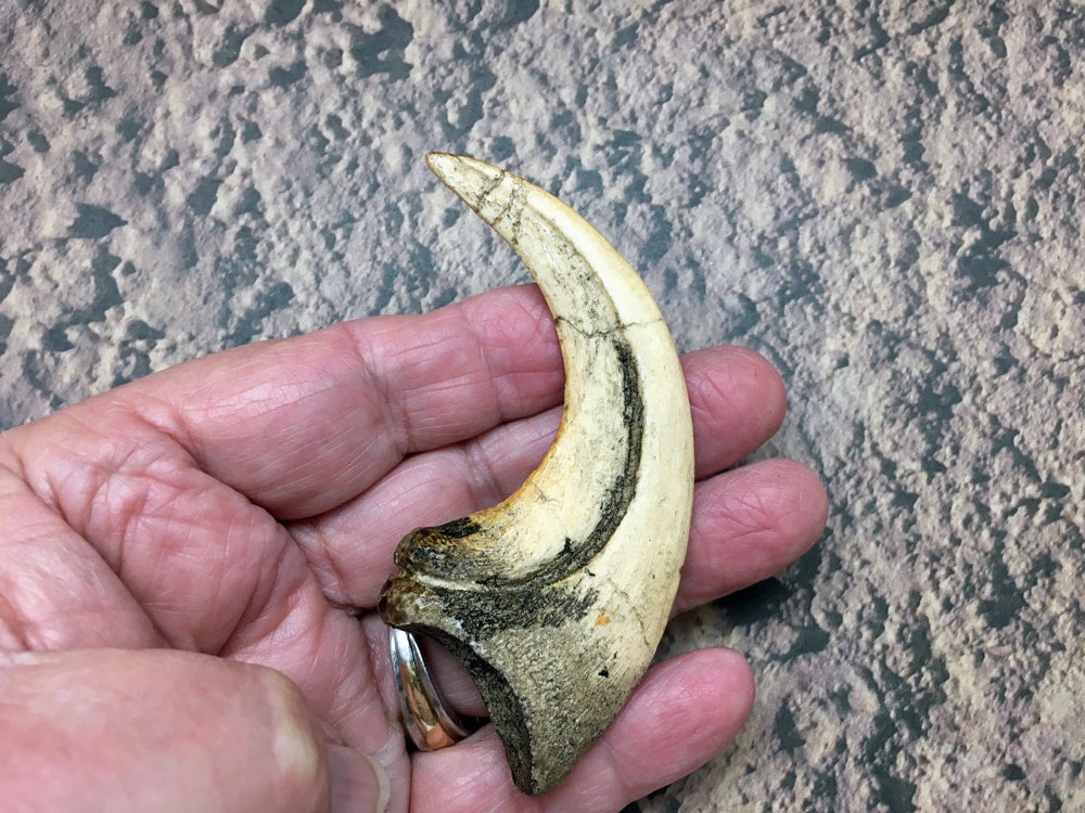 Deinonychus, Dinosaur Raptor Slashing Claw #108 replica | Prehistoric ...