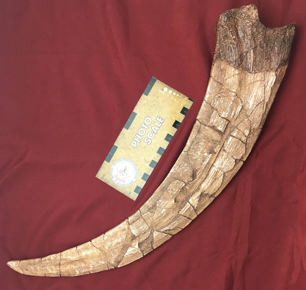 Therizinosaurus Claw, reconstruction #106 | Prehistoric Planet Store