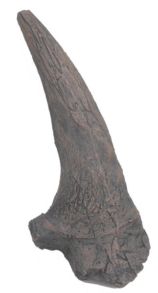 Triceratops Brow Horn 32 Inches Long #2416 | Prehistoric Planet Store