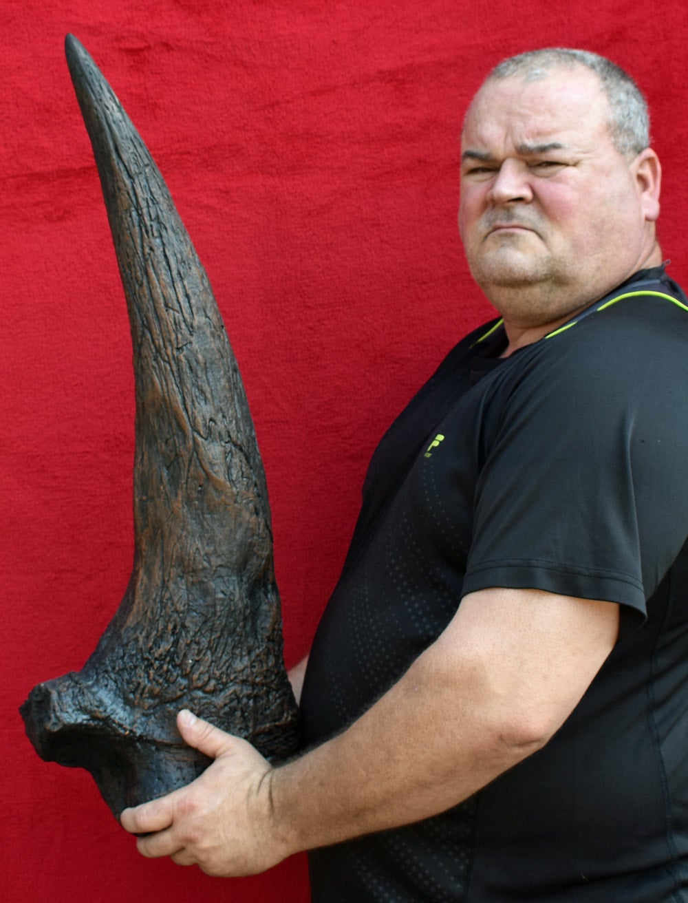 Triceratops Brow Horn 32 Inches Long #2416 | Prehistoric Planet Store