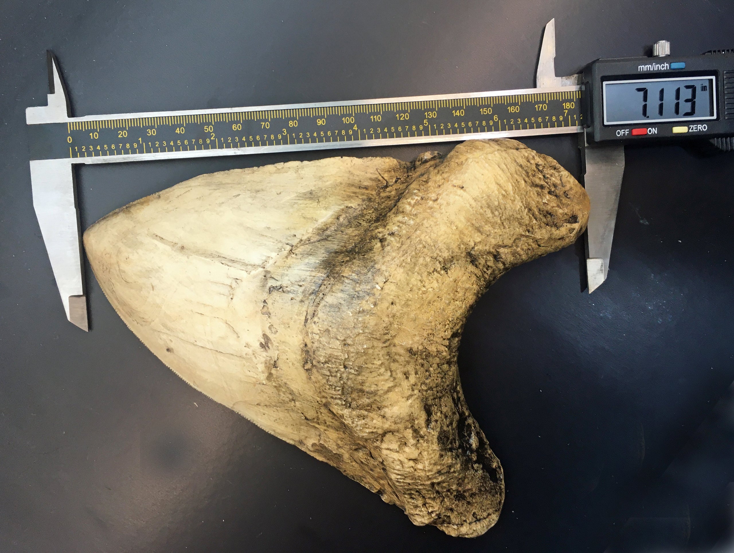 Megalodon Shark Tooth Over 7 Inches, World Record #3050 replica ...
