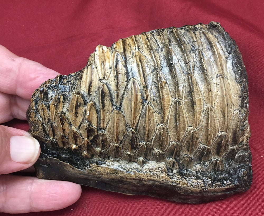 Edmontosaurus, tooth row #3648 replica | Prehistoric Planet Store