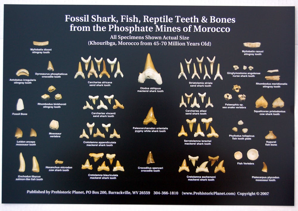 Fossil Shark Teeth, Fish, Reptile & Bones from Morocco, Poster ...