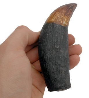 Sarcosuchus imperator (SuperCroc) 6 inch tooth | Prehistoric Planet Store