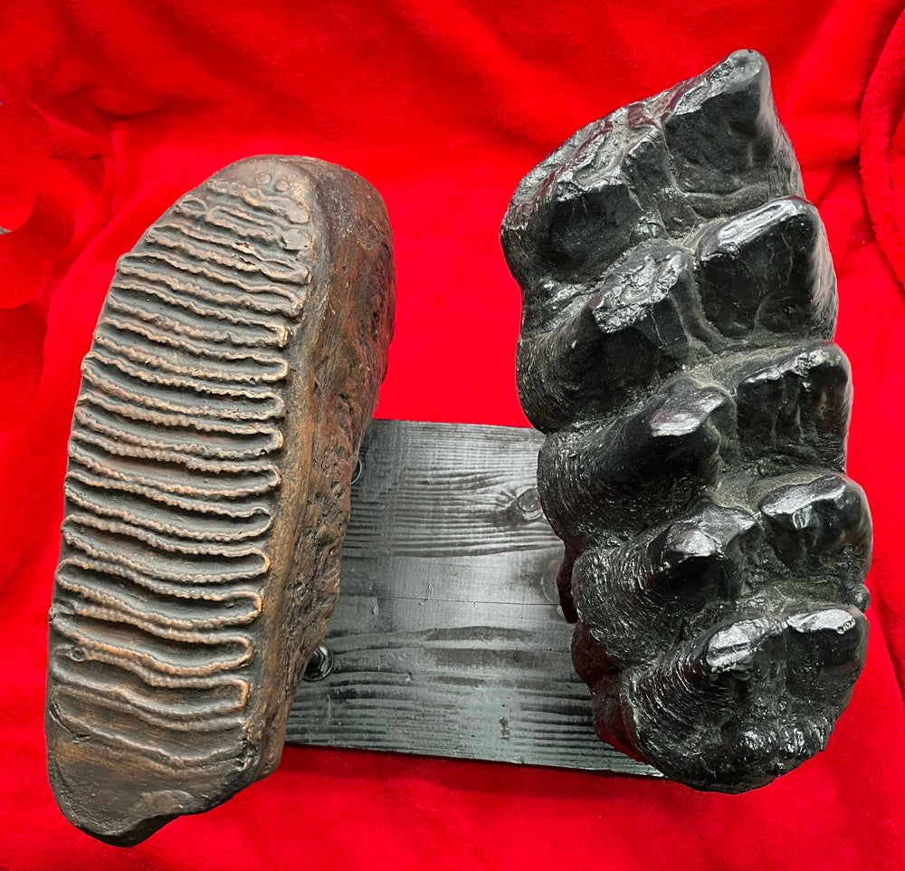 Mammoth & Mastodon Tooth Comparison Exhibit #4005 replica | Prehistoric ...