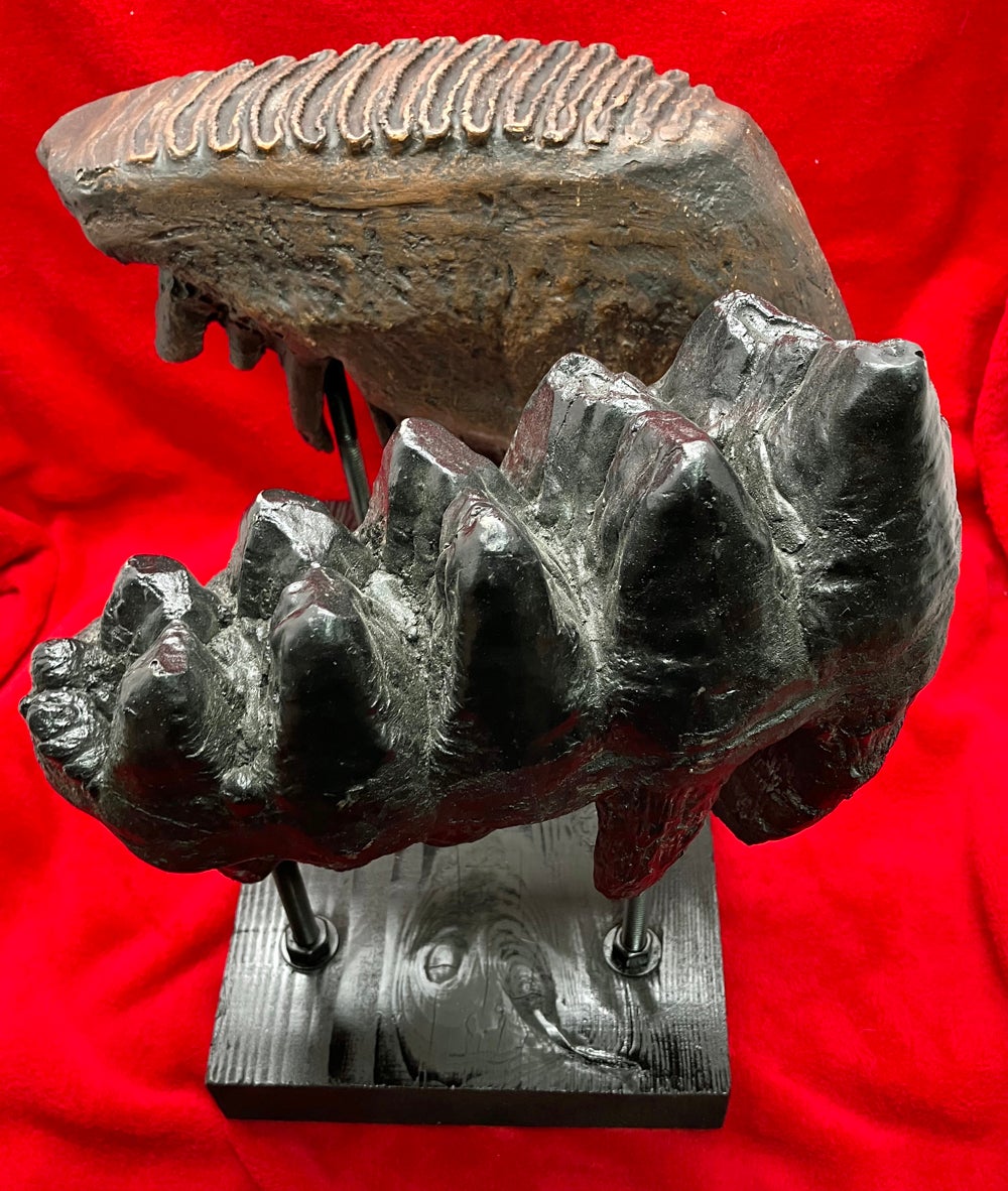 Mammoth & Mastodon Tooth Comparison Exhibit #4005 replica | Prehistoric ...