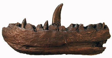 Megalosaurus Jaw & Teeth #504 replica | Prehistoric Planet Store