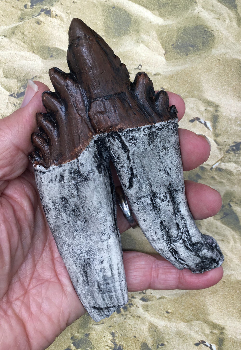 Basilosaurus, early whale tooth molar replica | Prehistoric Planet Store