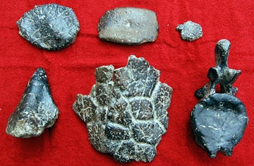 Ankylosaurus bones, scutes, osteoderms, spike, vertebra (6 piece set ...