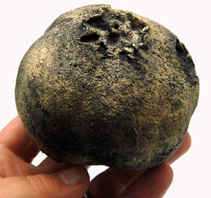 Lobolith, Crinoid Bulb Float, holdfast #2150 replica | Prehistoric ...