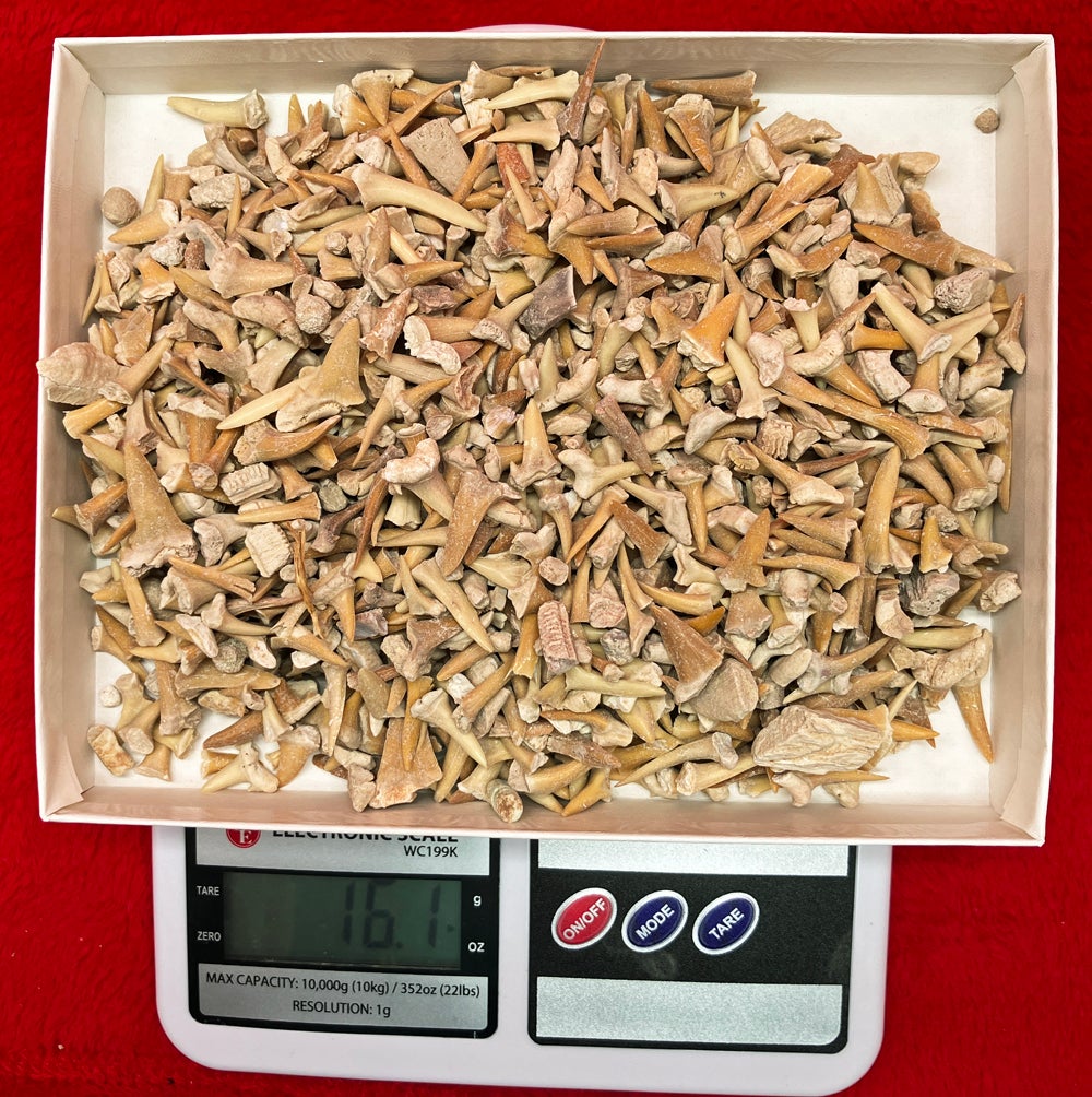 Authentic Fossil Shark Teeth Mix, Morocco (1 pound bulk) #643 ...