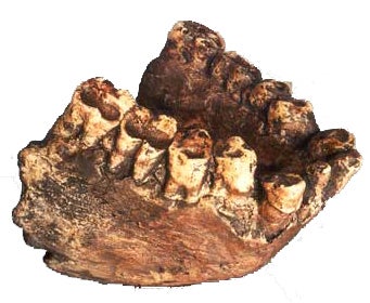 Gigantopithecus blacki, Partial Lower Jaw, Largest Known Ape ...