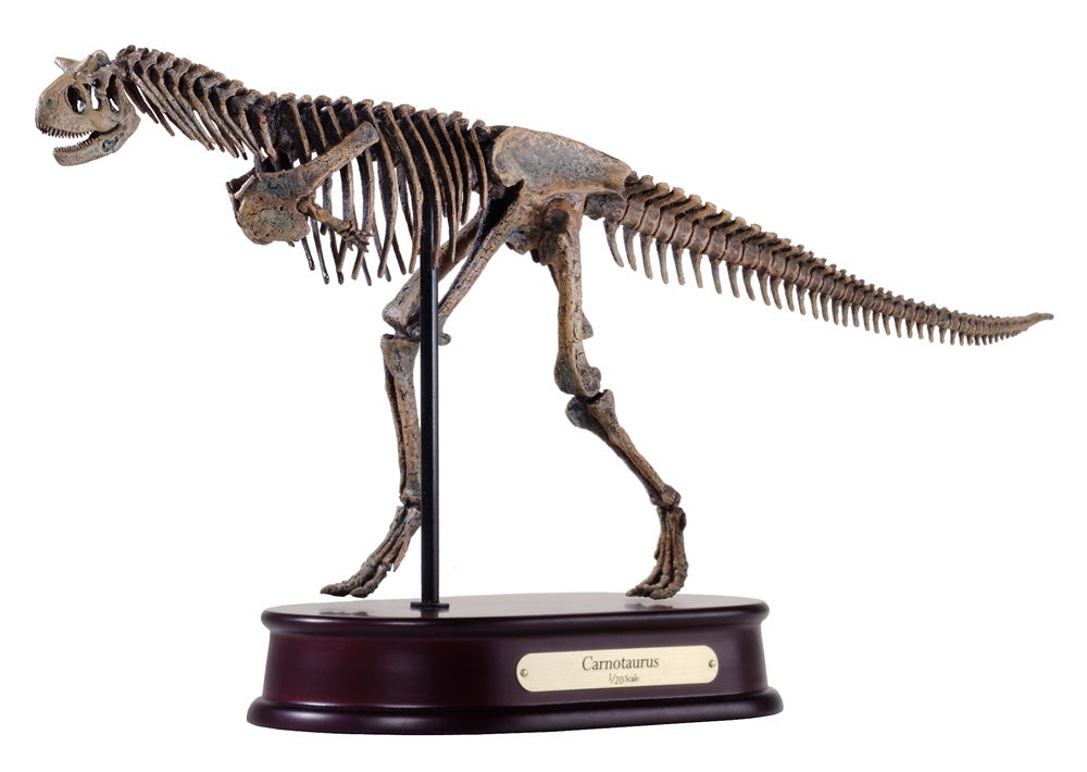 Carnotaurus Skeleton ONLY 2 AVAILABLE | Prehistoric Planet Store