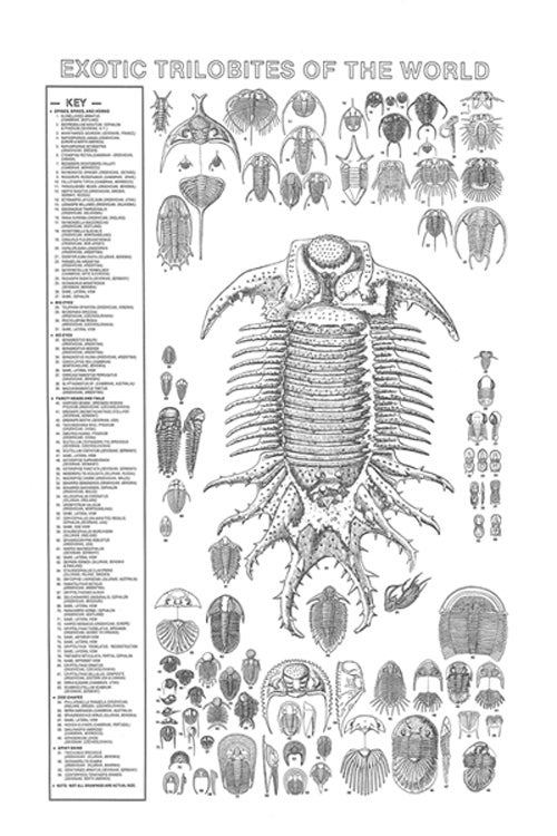 Exotic Trilobites of the World Poster #870 | Prehistoric Planet Store