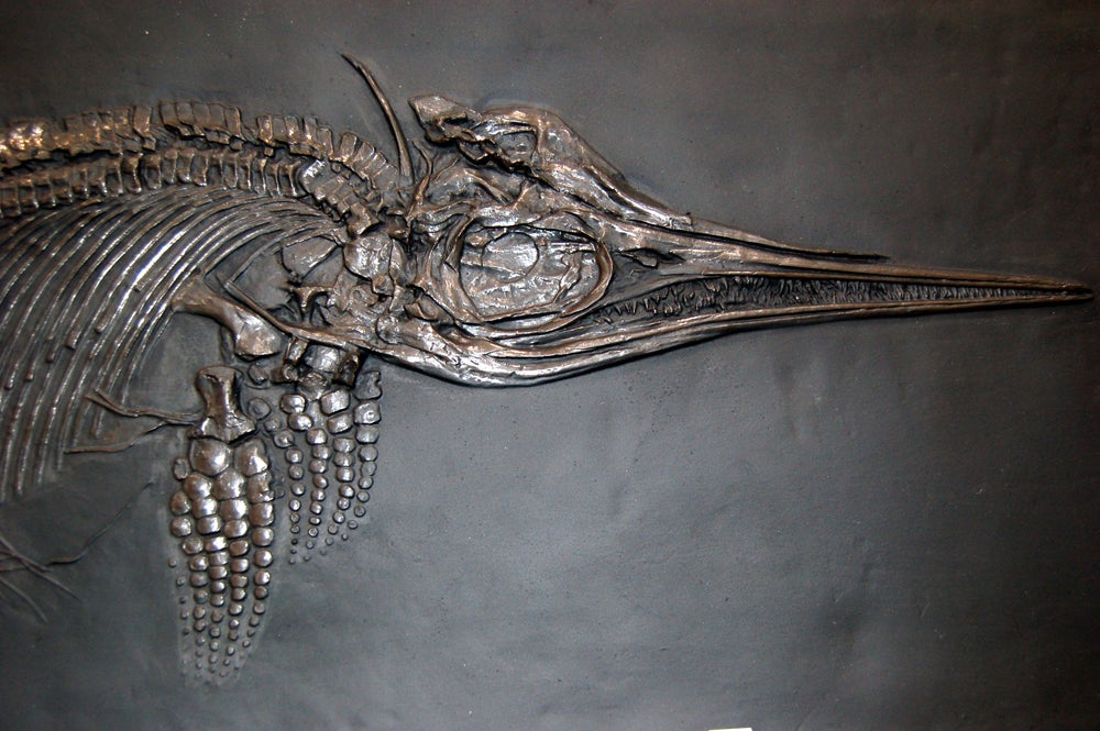 Ichthyosaur, marine reptile skeleton #802 replica | Prehistoric Planet ...