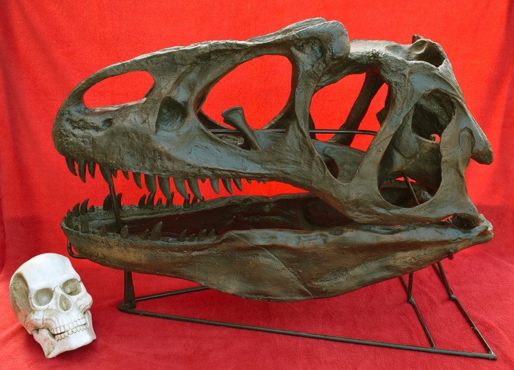 Allosaurus skull with Detached Lower Jaw & Stand #369 replica ...