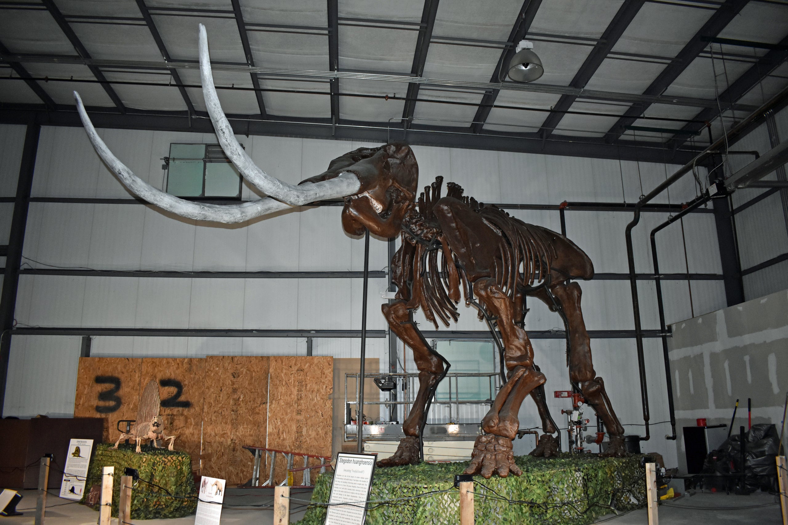 Stegodon huanghoensis, skeleton #931 replica | Prehistoric Planet Store