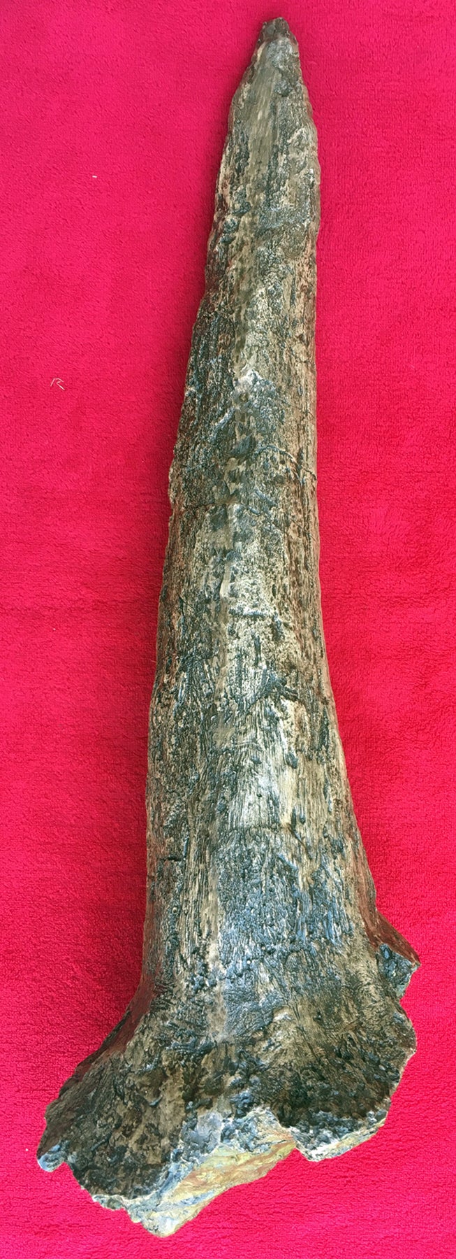 Triceratops Brow Horn #129 | Prehistoric Planet Store