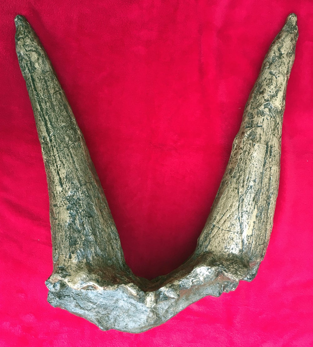 Triceratops Double Brow Horn #130 | Prehistoric Planet Store