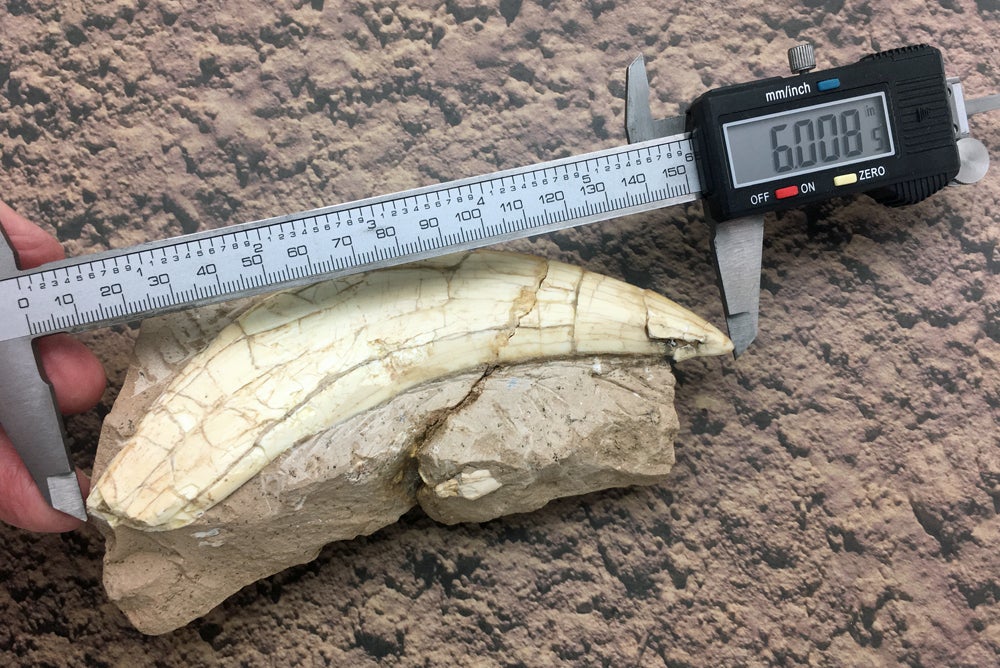 Authentic Machariodus giganteus canine (saber-tooth cat) #3402 ...