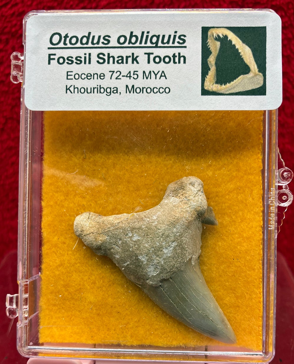 Authentic Fossil Otodus obliquis Shark Tooth in Acrylic Display Case ...