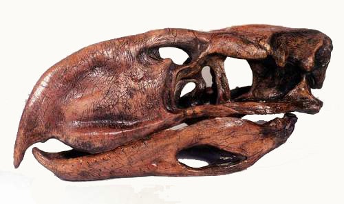 Phororhacos inflatus, giant terror bird skull #1710 replica ...