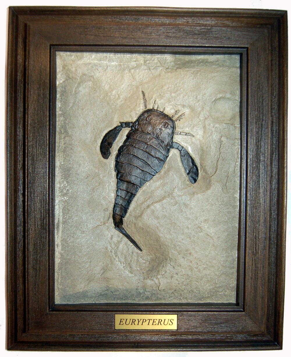 Eurypterus remipes (Eurypterid) #252 replica | Prehistoric Planet Store