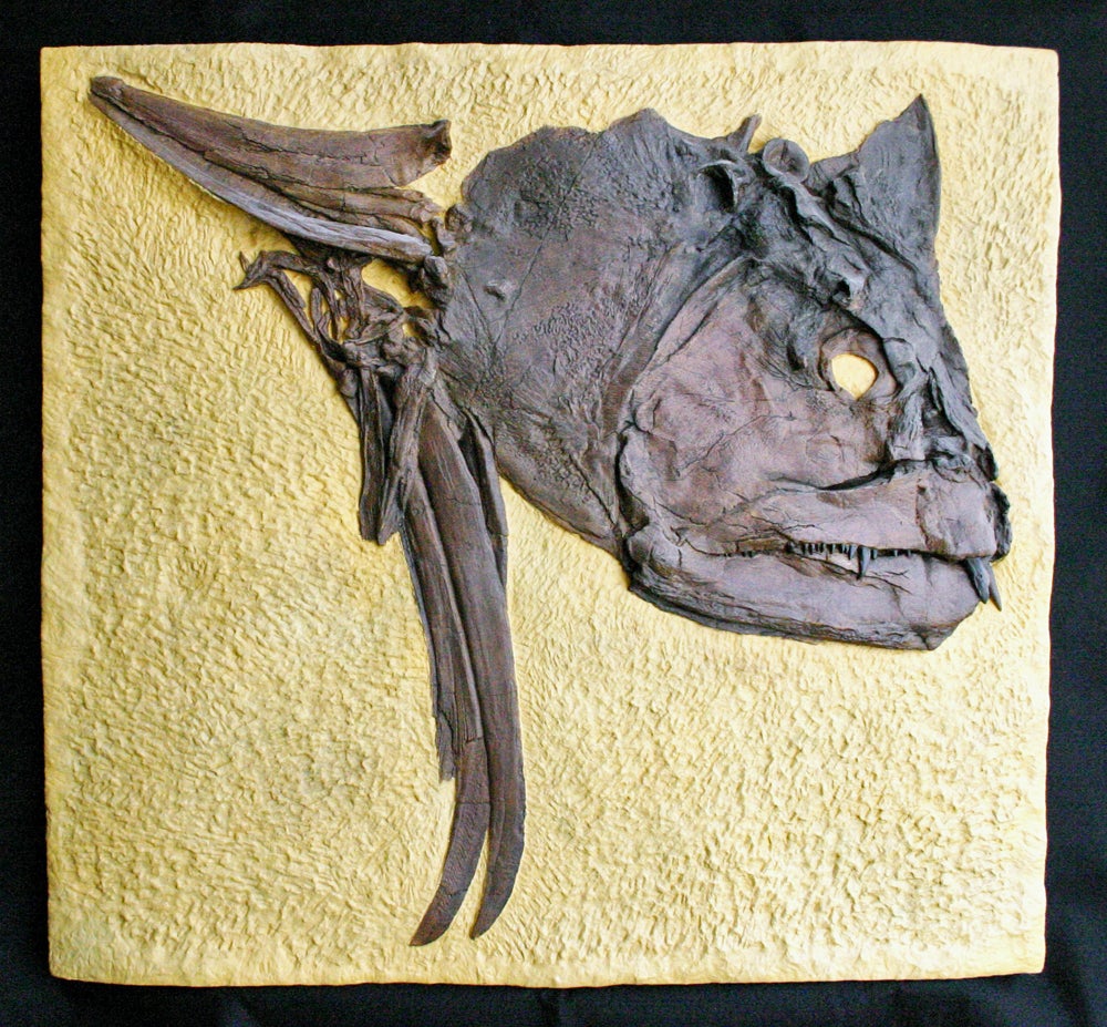 Xiphactinus Audax Giant Predator Fish 261 Replica Prehistoric