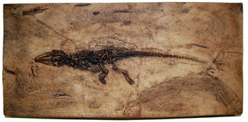 Diplocynodon sp. Juvenile Messel Crocodile #1179 replica | Prehistoric ...
