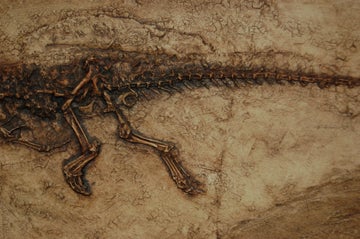 Diplocynodon sp. Juvenile Messel Crocodile #1179 replica | Prehistoric ...